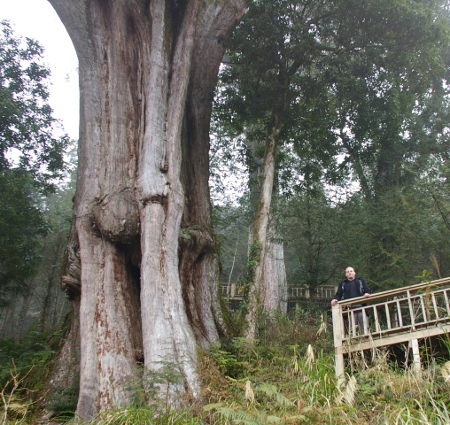 Qilan Mountain’s Divine Trees | Galoototron