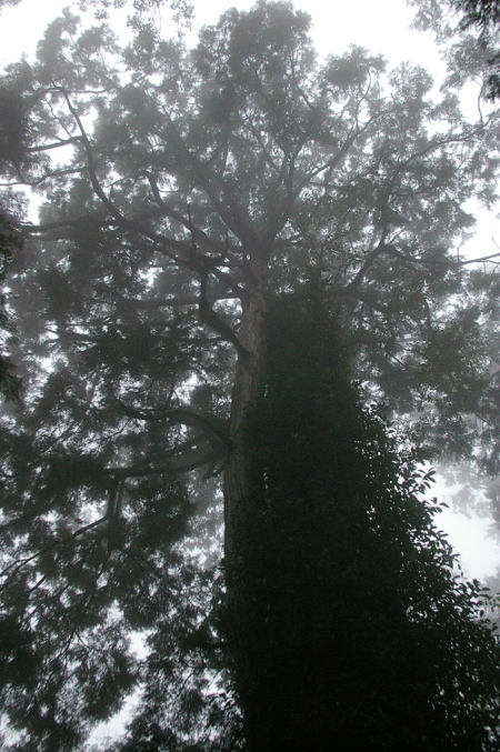 Qilan Mountain’s Divine Trees | Galoototron