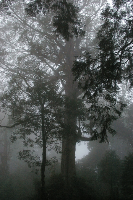 Qilan Mountain’s Divine Trees | Galoototron