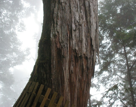 Qilan Mountain’s Divine Trees | Galoototron