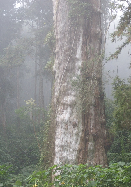 Taiwan: More Tools, Sitou | Galoototron