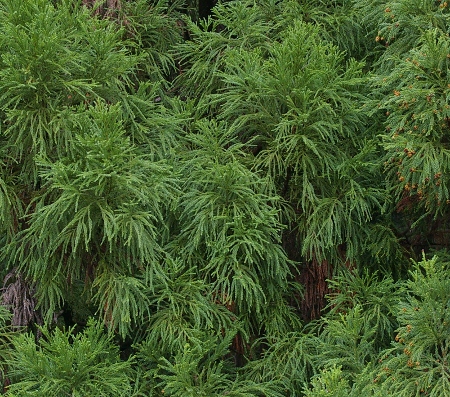 Taiwan: More Tools, Sitou | Galoototron